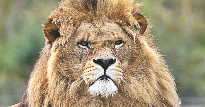 12 Traits People Don’t Realize You’re Having Because You’re An Alpha ...