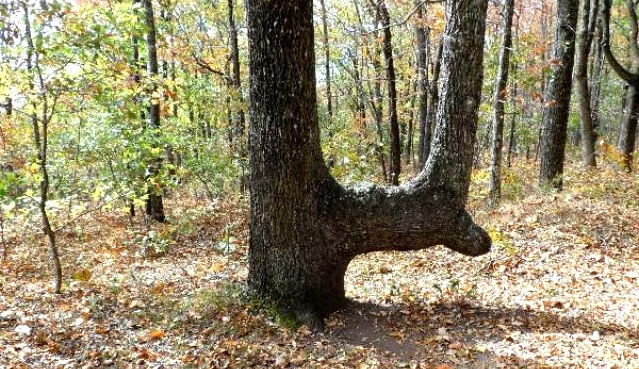 If You See A Bent Tree In The Forest, Start Looking Around Immediately