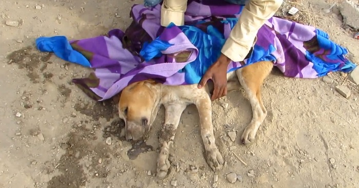 Heartwarming Moment When Animal Aid Saved Unresponsive Helpless Dog