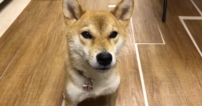 If This Adorable Dog Can Learn To Speak Japanese, So Can You