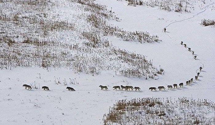 They Released 14 Wolves In A Park, But No One Was Prepared For What ...