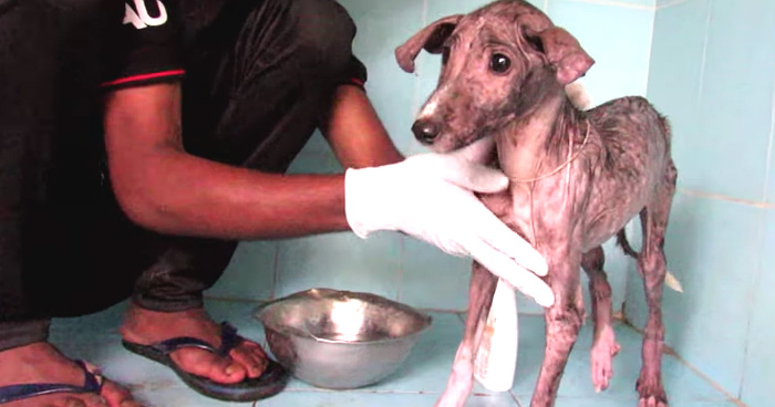 This Dogs Amazing Transformation After Rescue Will Return Your Faith In ...