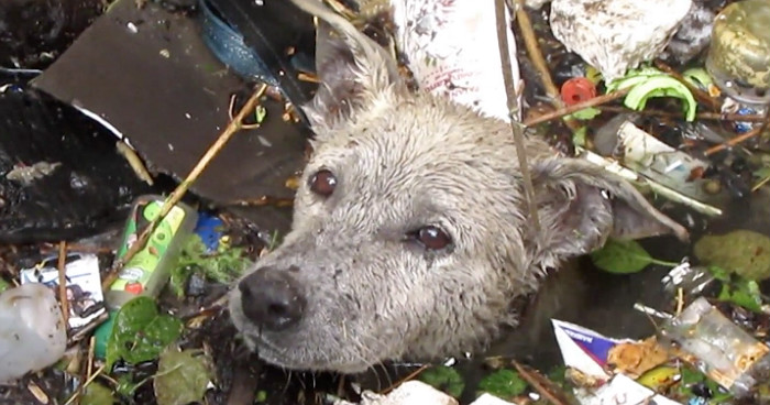 Watching These 10 Helpless Animals Rescued Will Return Your Faith In ...