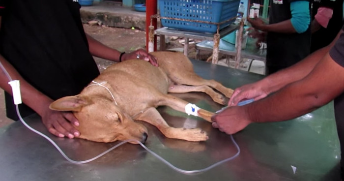 Life-Saving Rescue Of Unconscious Street Dog Will Warm Your Heart