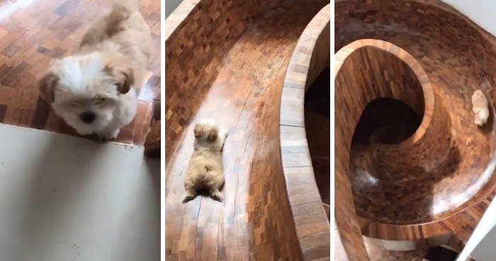 This Adorable Dog Sliding Down With Joy Will Warm Your Heart