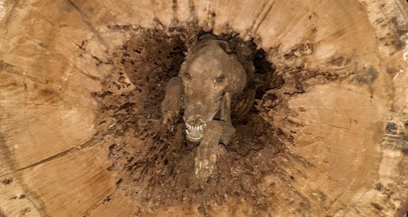When Loggers Cut Down Old Tree – They Couldn't Believe What They Found ...