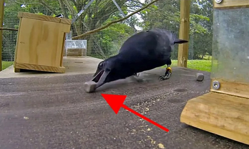 This Crow Stares At A Stick, But 8 Moves Later Scientists Are Shocked ...