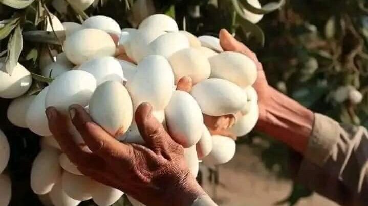 A Surprising History Behind This Unique Vegetable