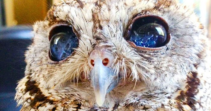 If Any Of These 15 Animals Show Up Too Often, You’re Being Contacted ...