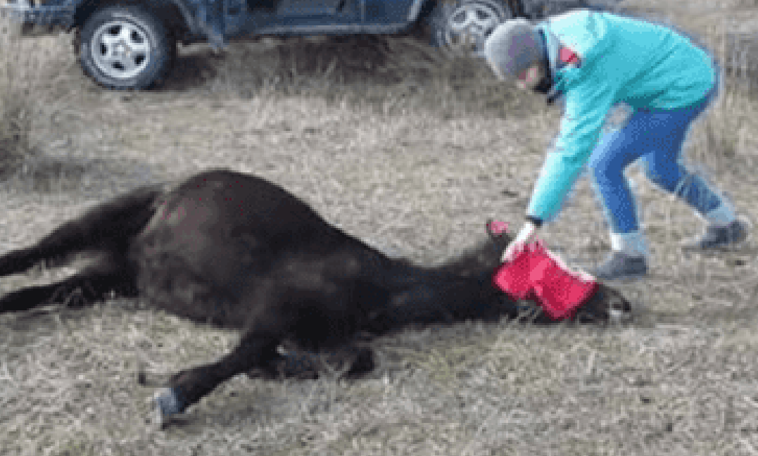 Animal Hero Rescues Chained Horse, Receives Thank You Of A Lifetime