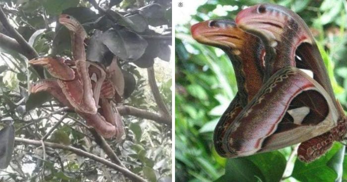 Angry-Looking ‘Snakes’ Spotted Lurking In Tree, But Once I Took Another ...