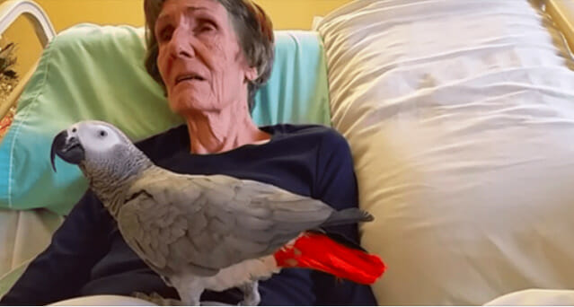 Dying Woman Says Final Goodbye To Her Parrot: The Bird’s Immediate ...