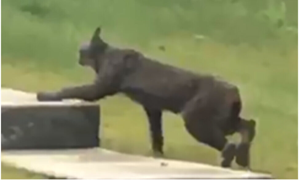 Black Canada Lynx Caught On Camera For The First Time And People Can't ... Black Canada Lynx Caught On Camera For The First Time And People Can't ...