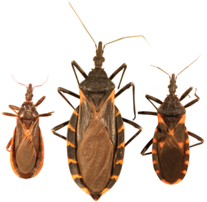 These Deadly Bugs Come Out At Nighttime, And Attacking Victims, They ...