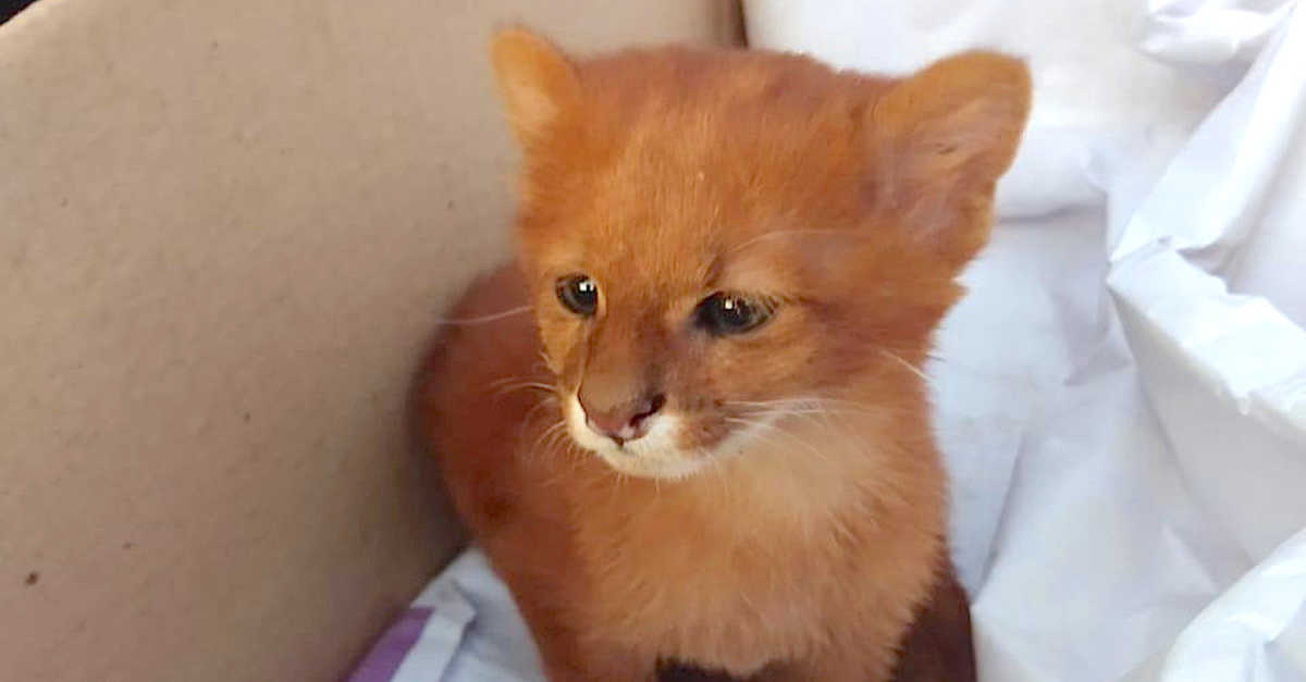 Woman Finds Abandoned Cat And Keeps Him — Two Months Later She Made The ...