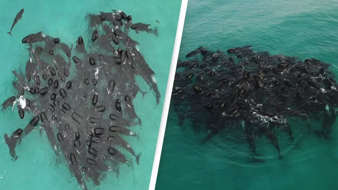 Pod Of 100 Whales Gathered In A Heart Shape Before Tragedy Struck