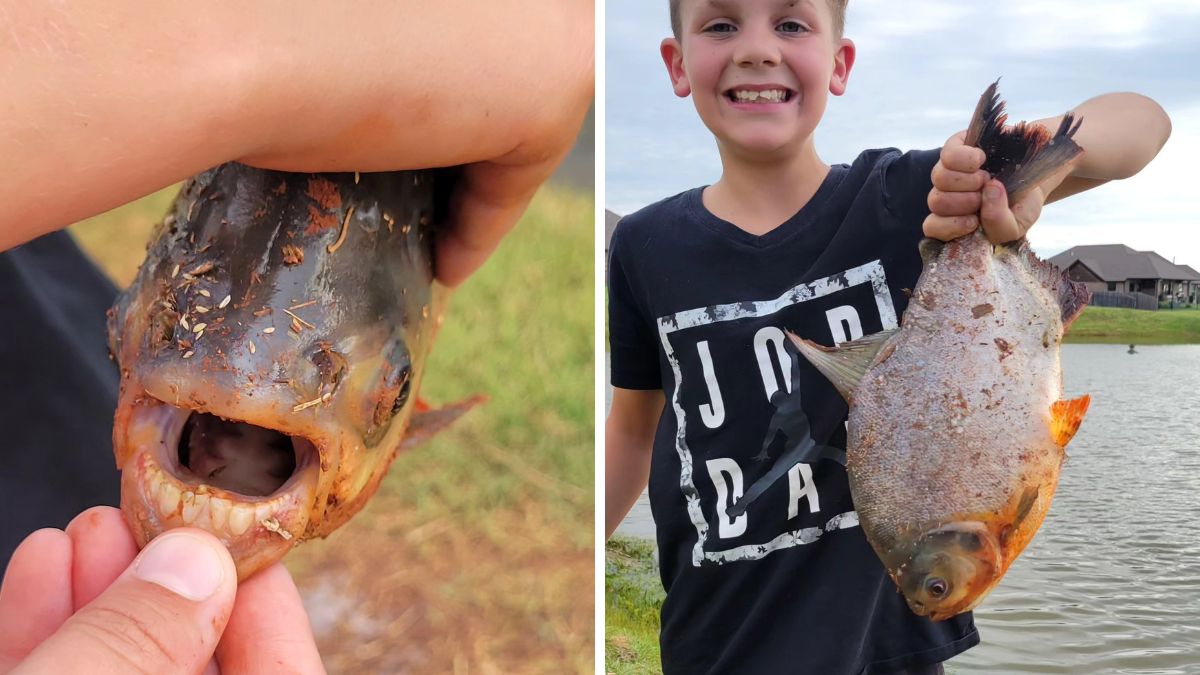 Oklahoma Boy Sits Alone To Fish When He Catches A Fish That Has Him ...