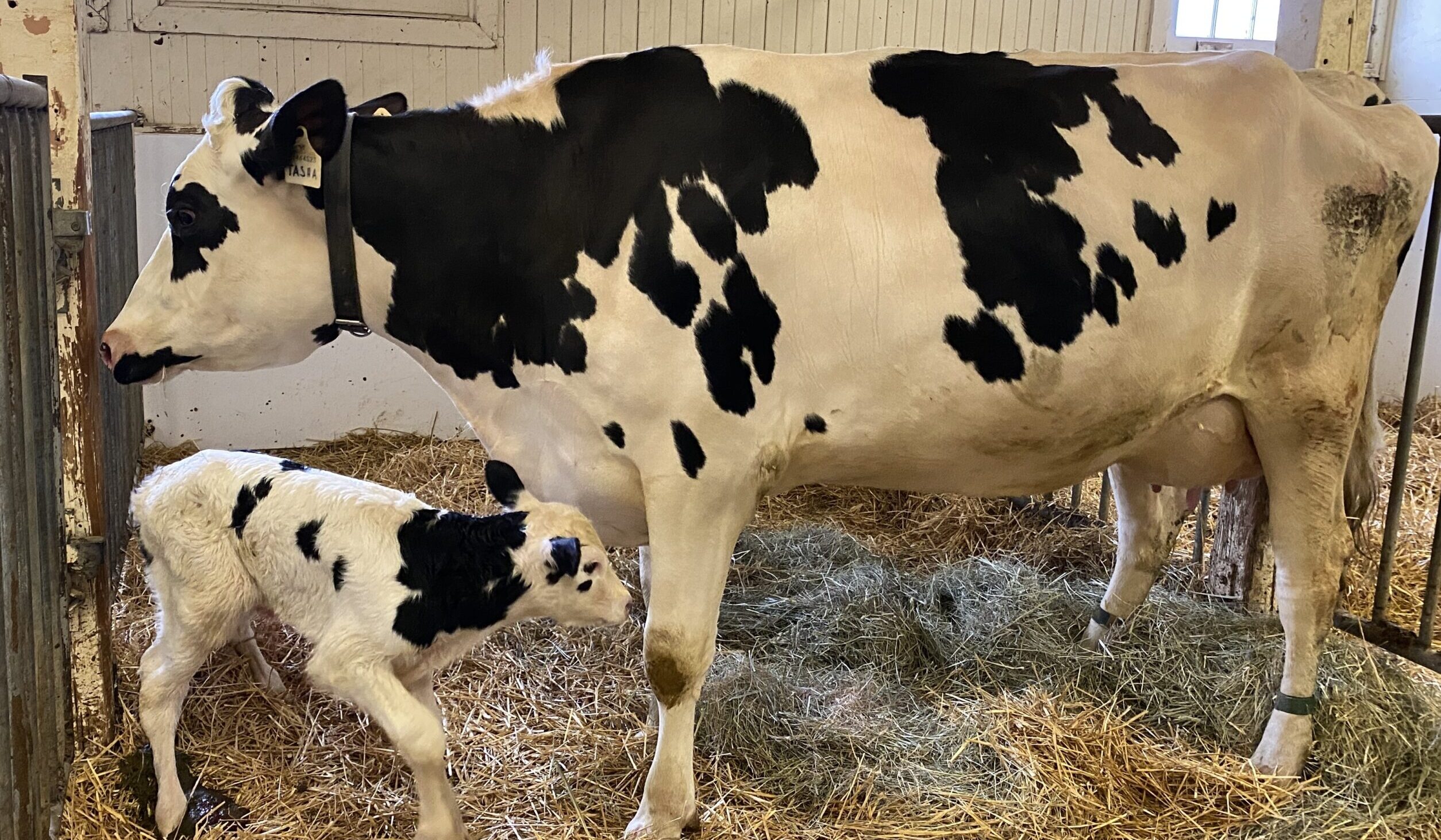 Farmers Were Shocked When They Saw What The Cow Gave Birth To
