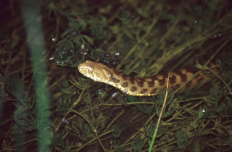 Horrified Man Finds A Snake In A Bag Of Broccoli He Purchased From Store