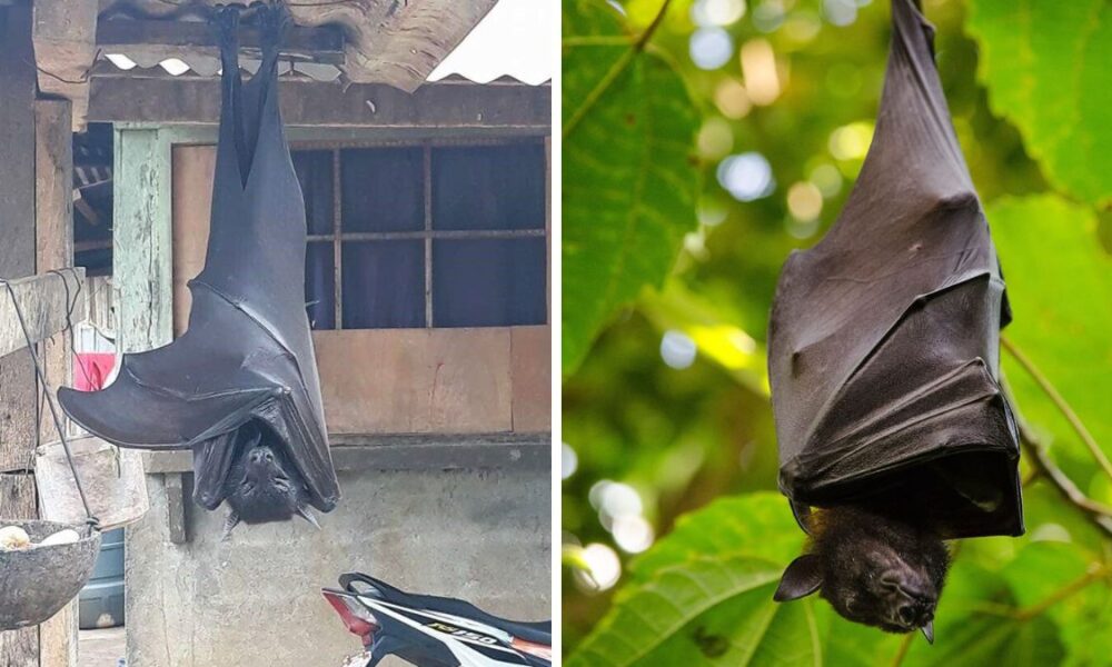 These Bats Look Terrifying – But Their Story Is Not As They Appear