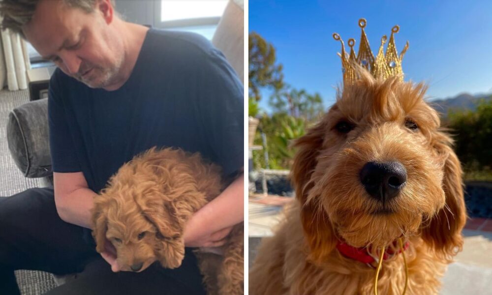 Friends Castmates Reportedly Interested In Adopting Perry’s Dog After ...