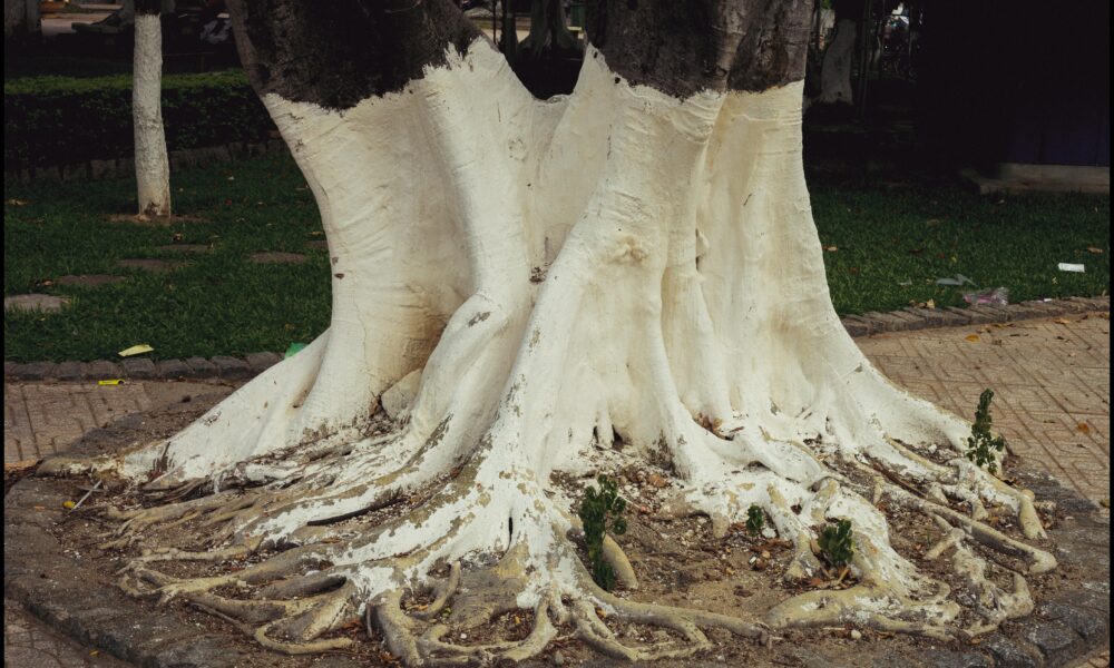 If You Spot White-Painted Trees, Here's What It Means