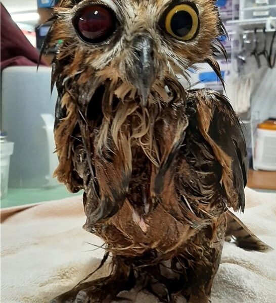 Owl Rescued From Pit Had A Complete Transformation - Better Sit Tight ...