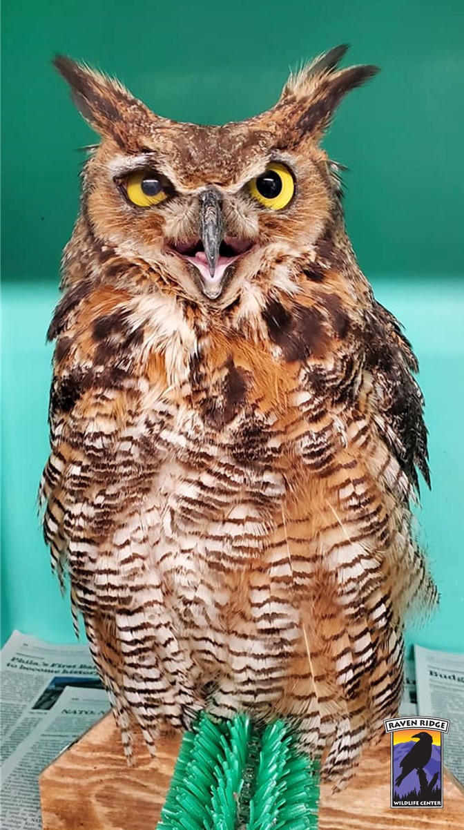 Owl Rescued From Pit Had A Complete Transformation - Better Sit Tight ...