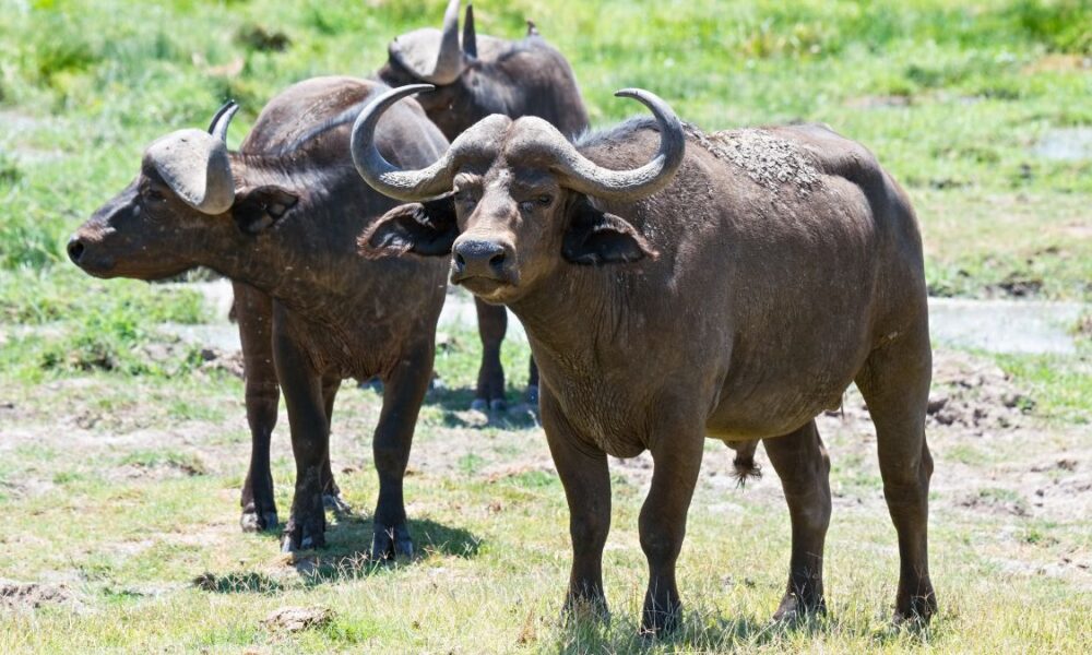 Three Bulls Found Out That The Rancher Was Bringing Another Bull