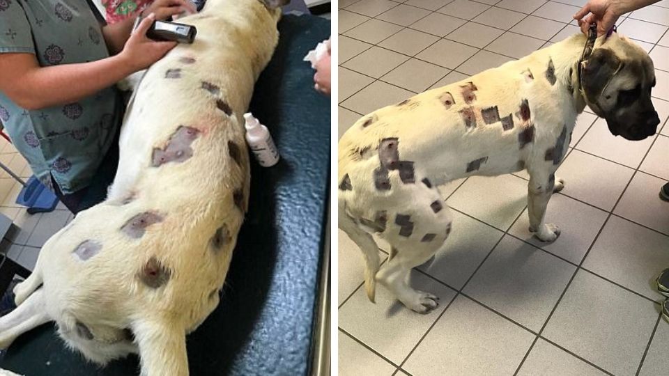 She Believed The Dog Had Numerous Bites, But The Doctor Examined It ...