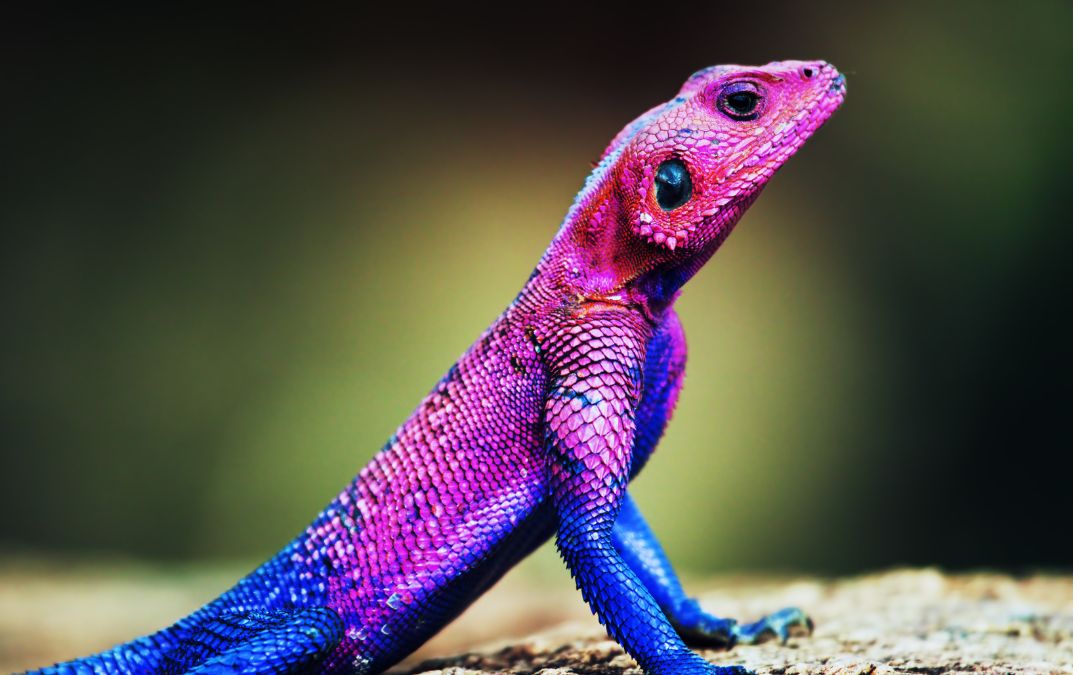 What Spiritual Significance Do Lizards Hold And How To Respond When You ...