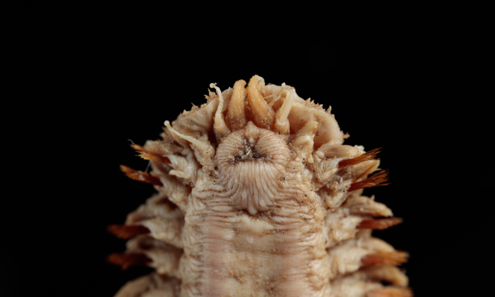 The Antarctic Worm With Teeth That Will Haunt Your Dreams