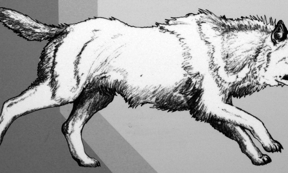 Scientists Have 'Resurrected' The Extinct Dire Wolf Using Ancient DNA ...