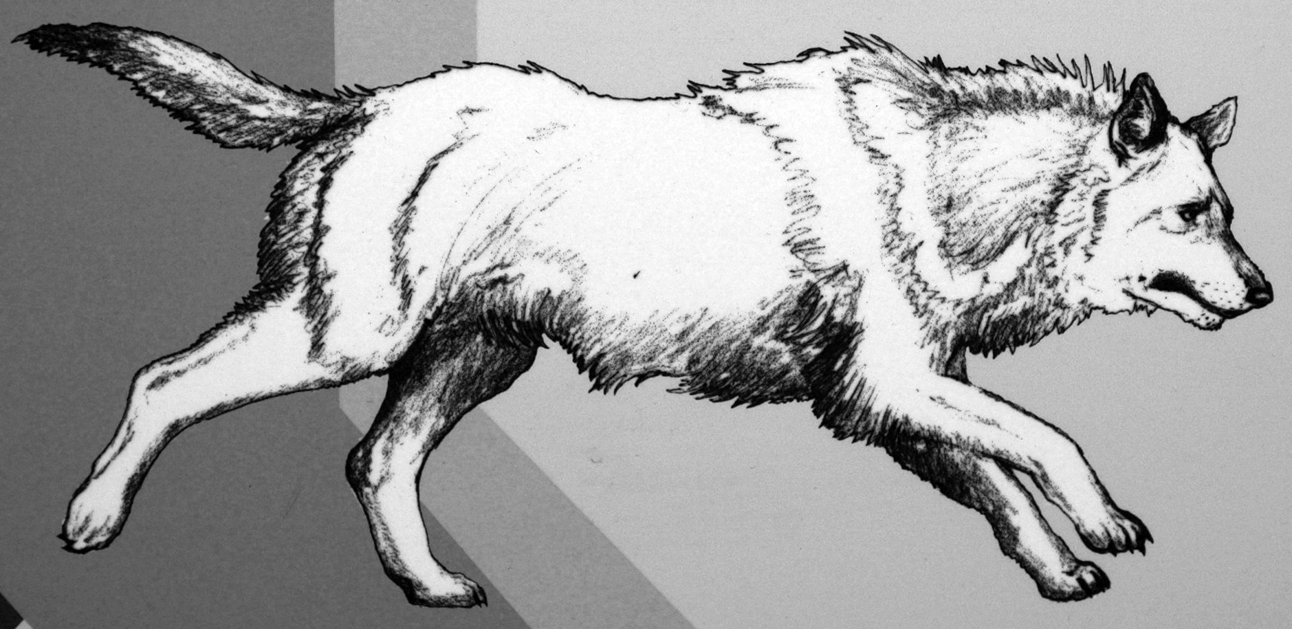 Scientists Have 'Resurrected' The Extinct Dire Wolf Using Ancient DNA ...