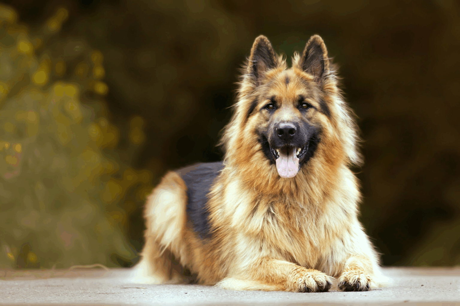Wrongfully Jailed Officer Makes Heartbreaking Plea To See Beloved K9 ...