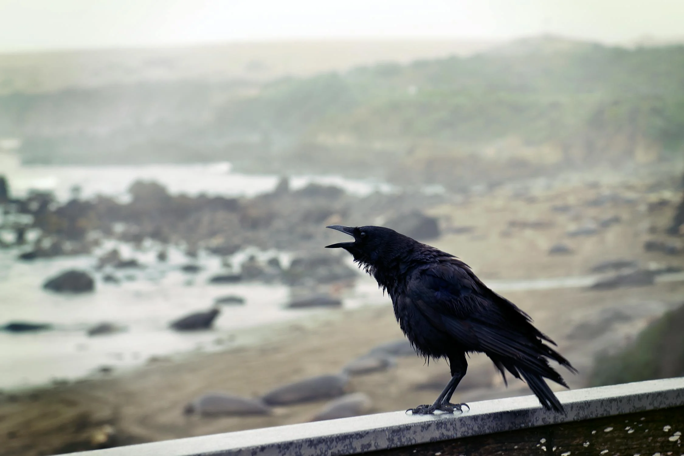 Researchers Discover Crows Hold ‘Funerals’ To Mourn Their Dead