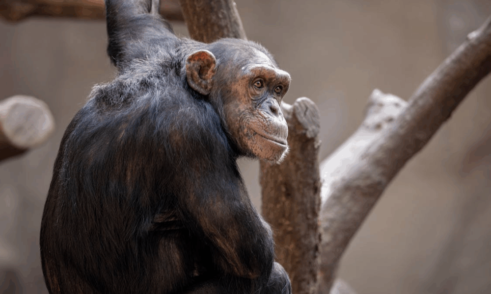Chimp Attack Survivor Shares Her Appearance After Revolutionary