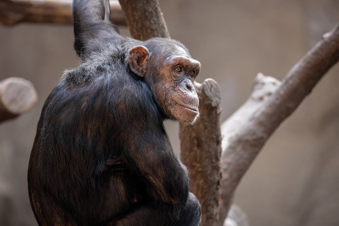 Chimp Attack Survivor Shares Her Appearance After Revolutionary